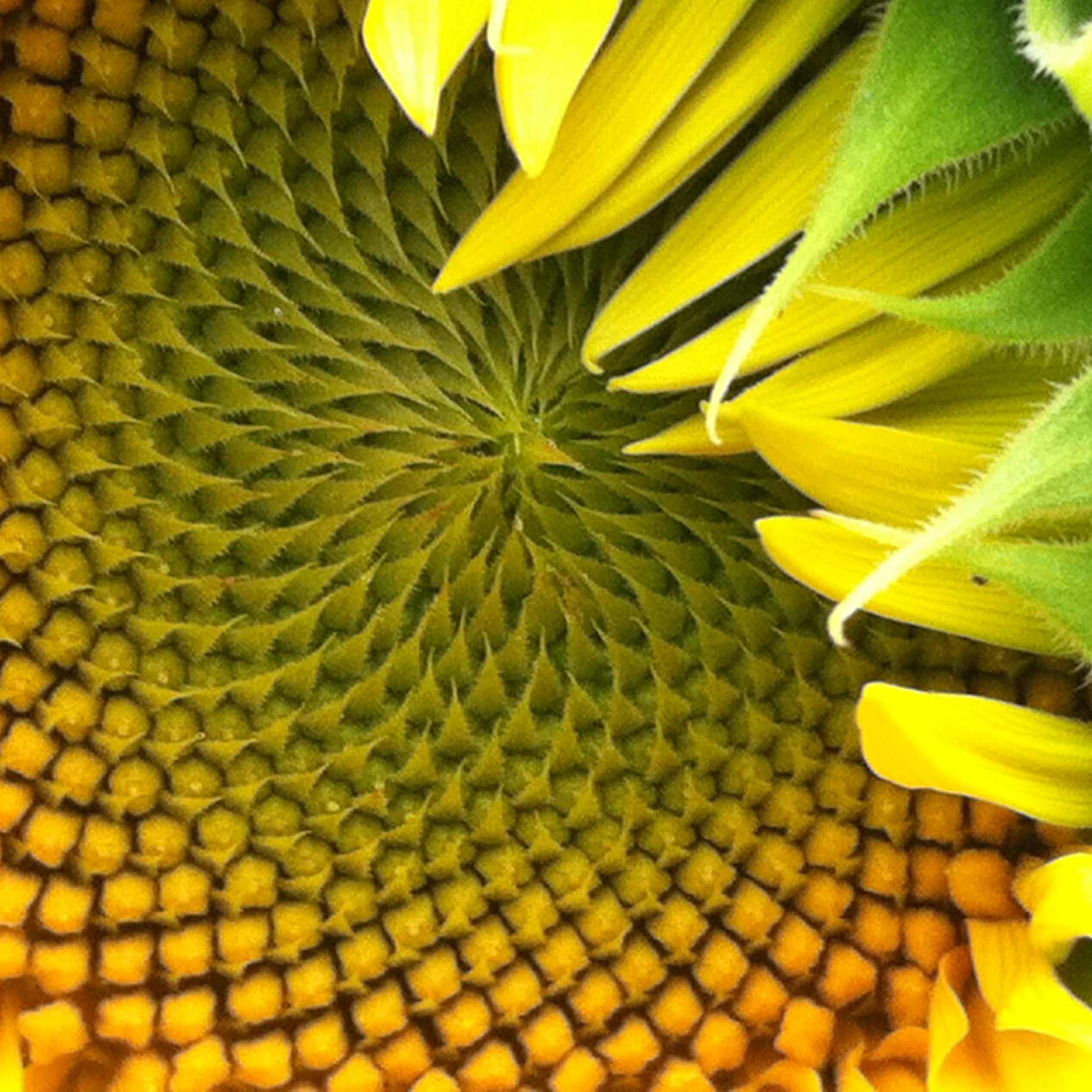 Sunflower Dirt Bubbles